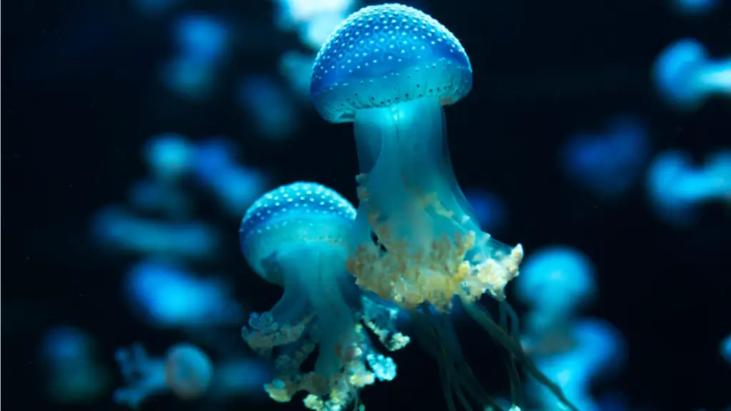 Animales de la costa: Las especies más conocidas y sus características