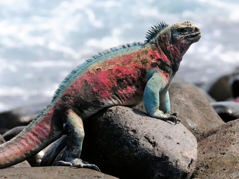 Animales de Galápagos: Especies impresionantes y emblemáticas de la isla