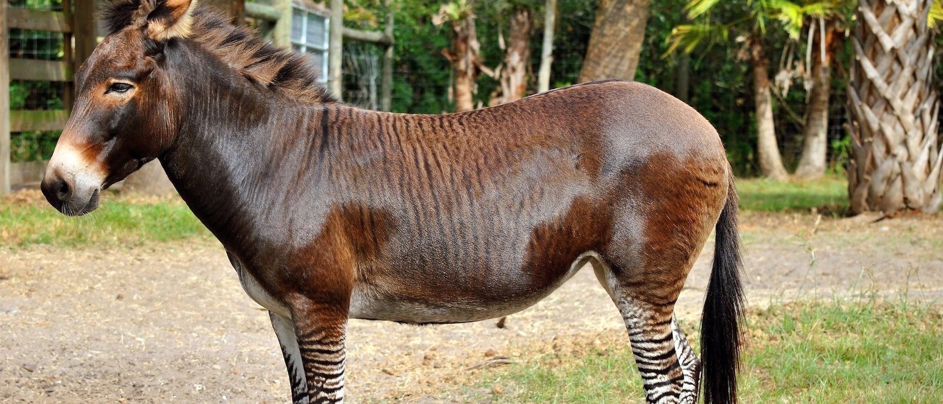 Animales hermosos: Listado de las especies más bonitas del planeta