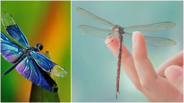 +144 Fascinantes curiosidades de las libélulas