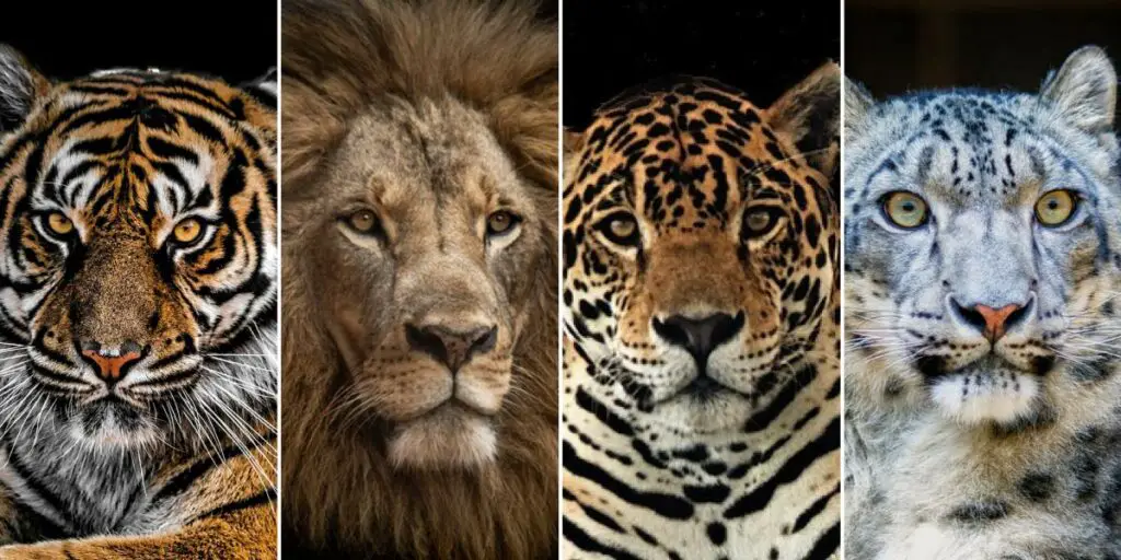 Nombre de felinos: Las especies más increíbles del mundo animal