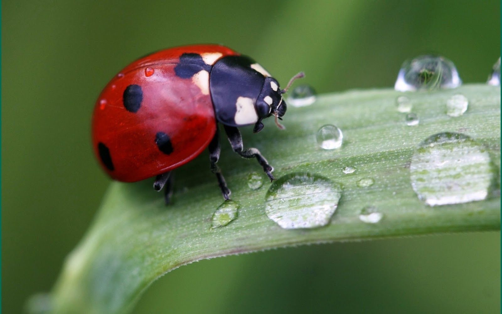 +133 Curiosidades de las Mariquitas ¡Los insectos más pequeños!
