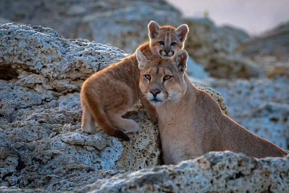 Curiosidades de los pumas bebés que te sorprenderán [+16 Fotos tiernas]