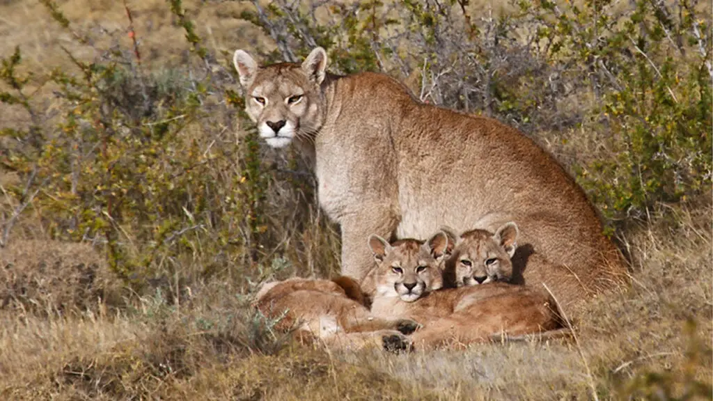 Curiosidades de los pumas bebés que te sorprenderán [+16 Fotos tiernas]