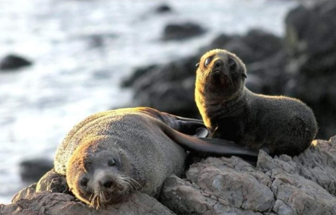 Curiosidades de las focas bebés que son de lo más tiernas