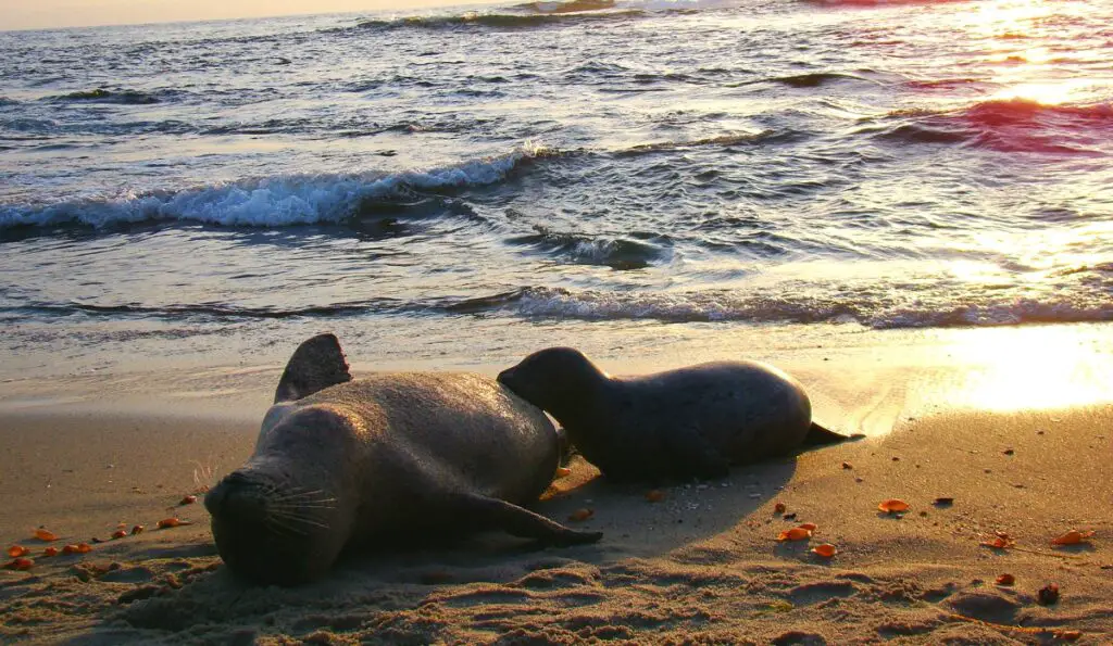 Curiosidades de las focas bebés que son de lo más tiernas