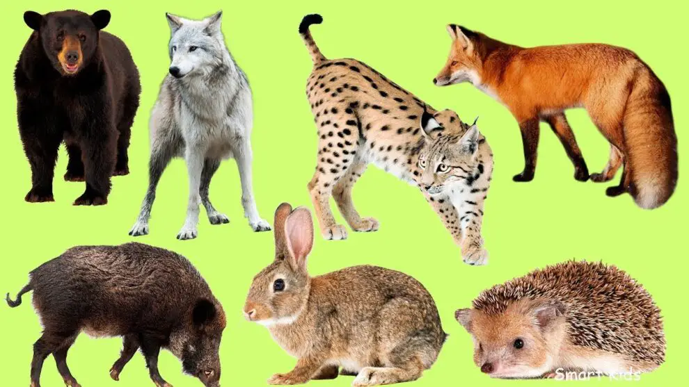 +300 Animales del bosque que quizás no conocías