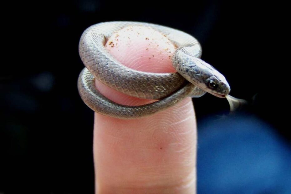 Los animales pequeños más asombrosos del reino animal