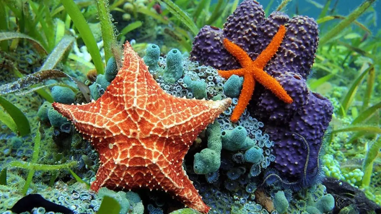 97 Curiosidades De Los Equinodermos Realmente Fascinantes