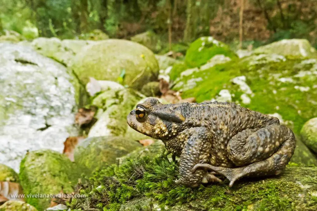 Animales con piel desnuda: Anfibios y mamíferos