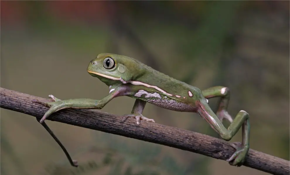 Animales con piel desnuda: Anfibios y mamíferos