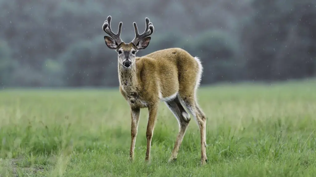 Animales rumiantes: Características, tipos y especies más importantes