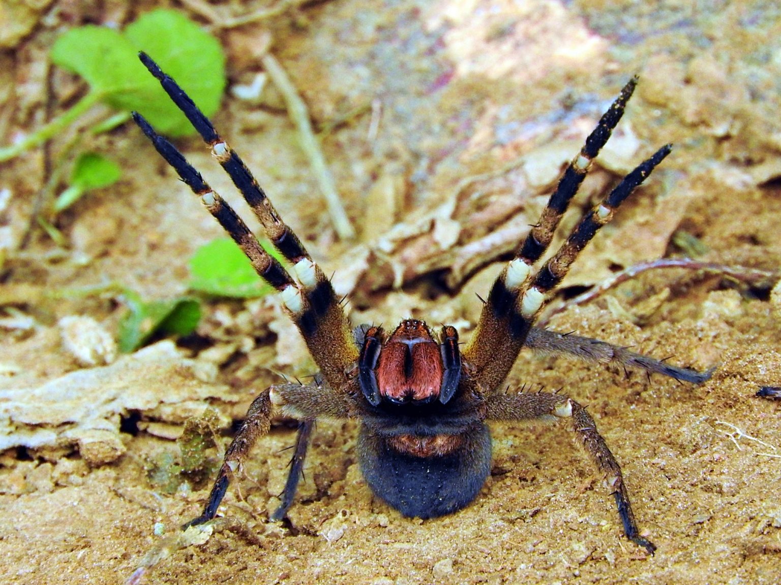 Animales venenosos más letales del mundo
