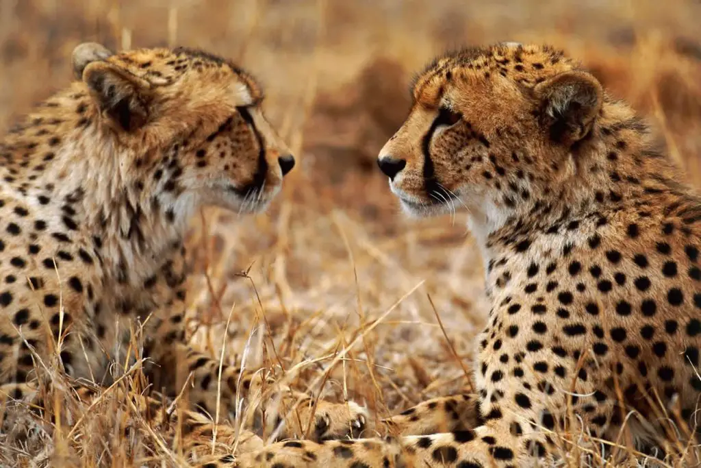 Nombre de felinos: Las especies más increíbles del mundo animal